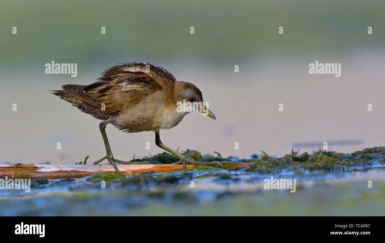 Brown crake hi-res stock photography and images - Alamy