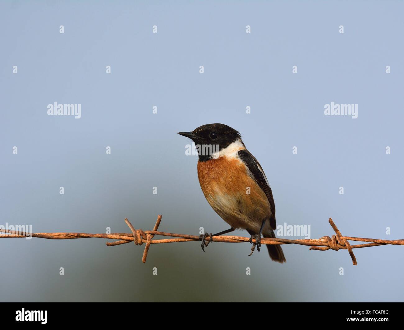 Male african stonechat hi-res stock photography and images - Alamy
