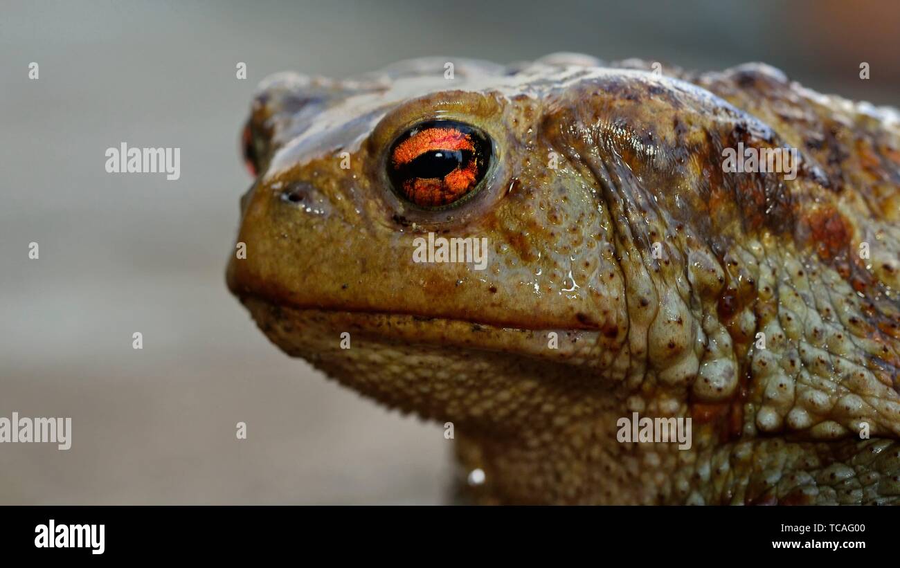 Rana bufo hi-res stock photography and images - Alamy