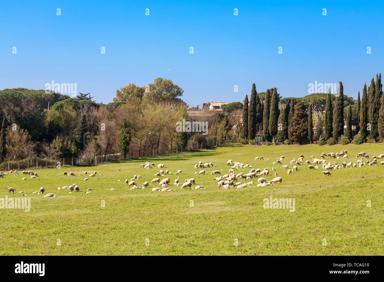 Sheep grass rome hi-res stock photography and images - Alamy