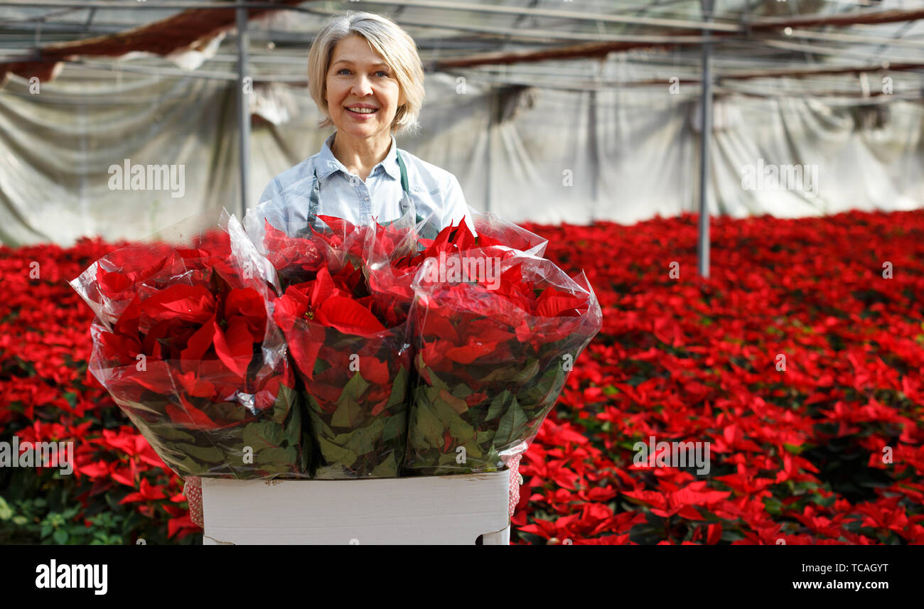 Happy middle-aged female standing with flowering Poinsettias in her ...