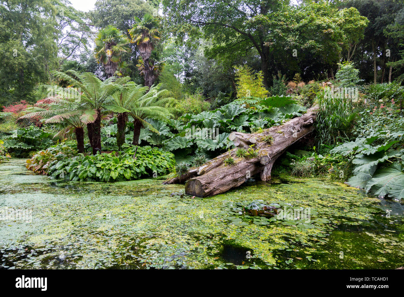 An assortment of spectacular subtropical plants surrounding a lake in ...