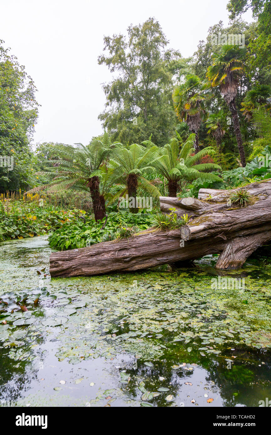 An assortment of spectacular subtropical plants surrounding a lake in ...