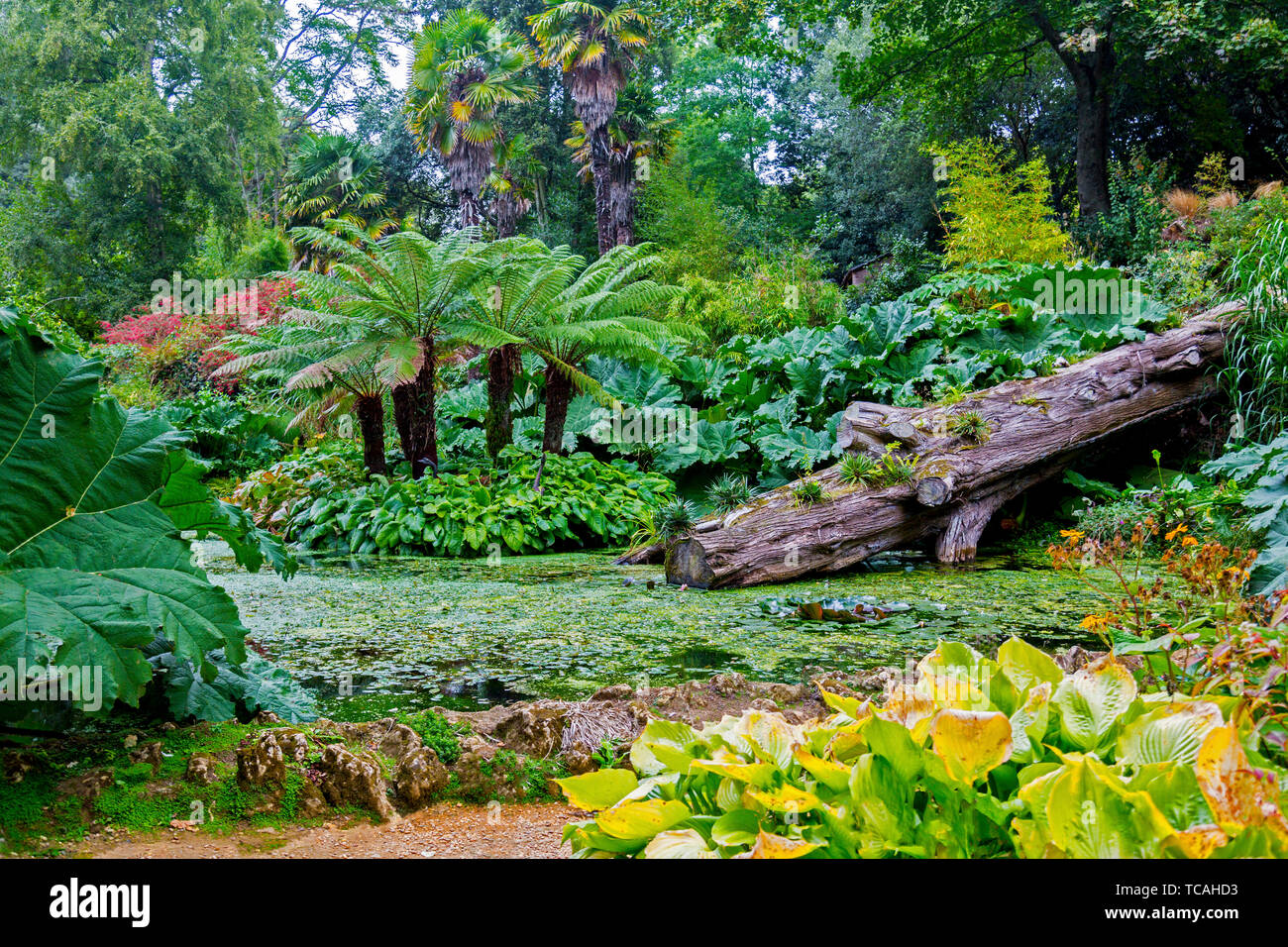 An assortment of spectacular subtropical plants surrounding a lake in ...