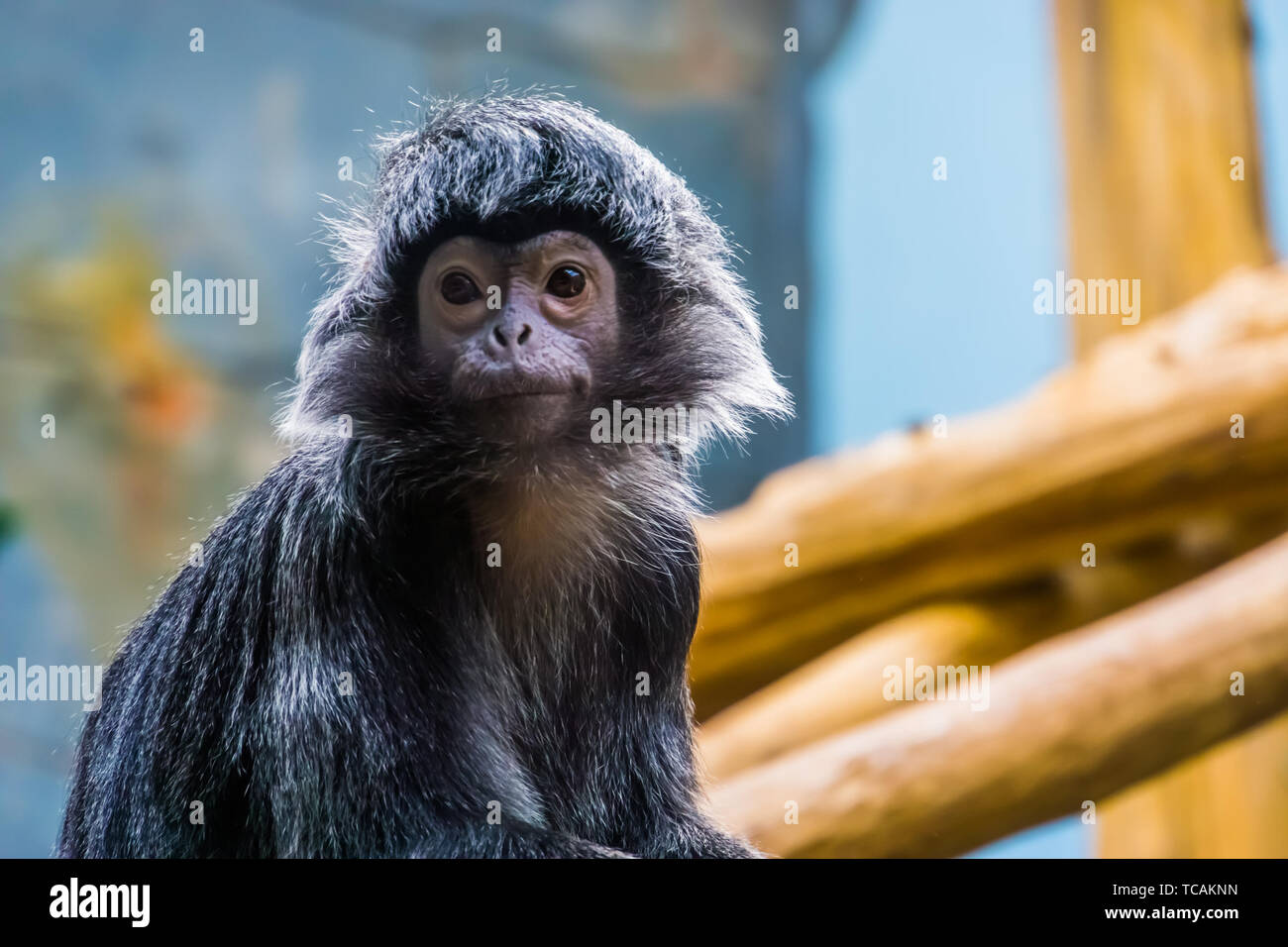 javan langur monkey with its face in closeup, beautiful portrait of a ...