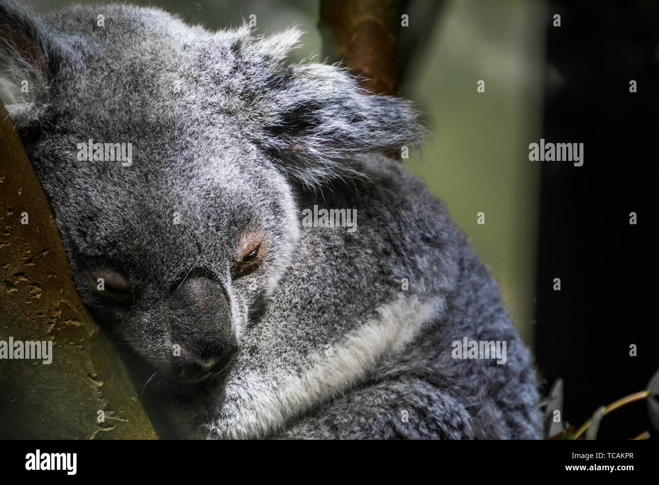 queensland koala bear sleeping in a tree, closeup portrait of a koala ...