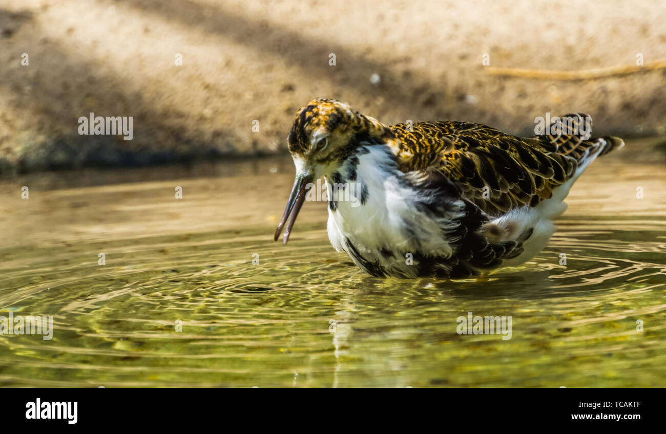 Female ruff standing in the water ready to preen her feathers, Wading ...