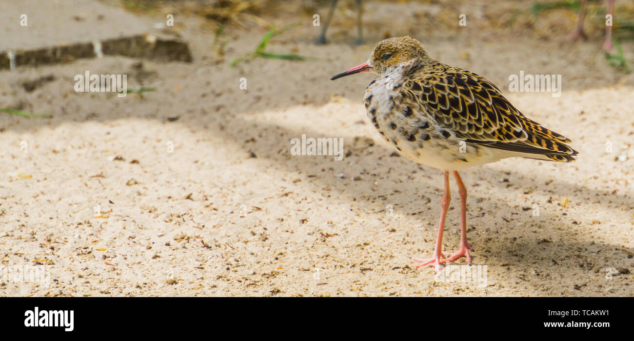 Red shank bird hi-res stock photography and images - Alamy