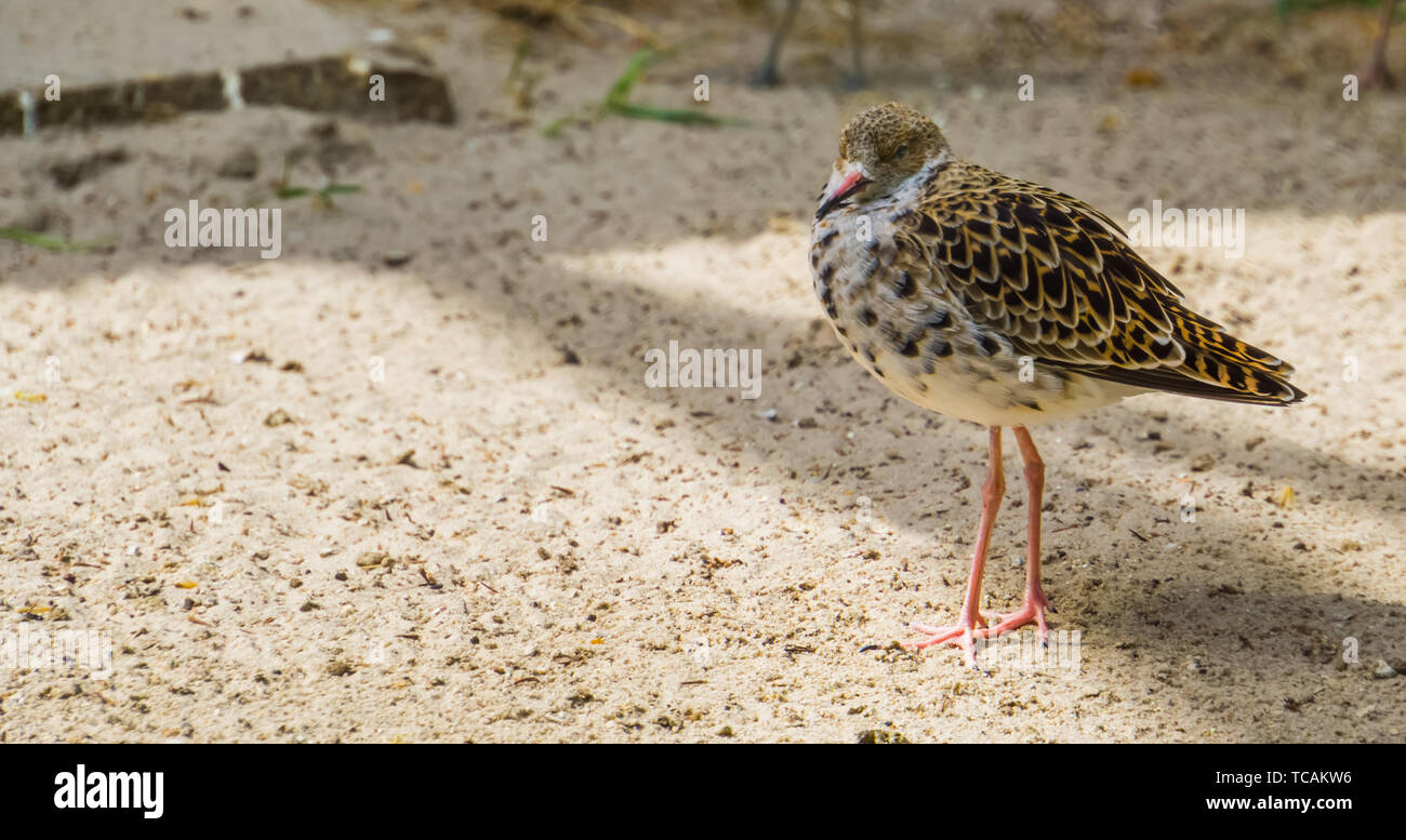 common red shank standing in the sand in closeup, sandpiper from ...