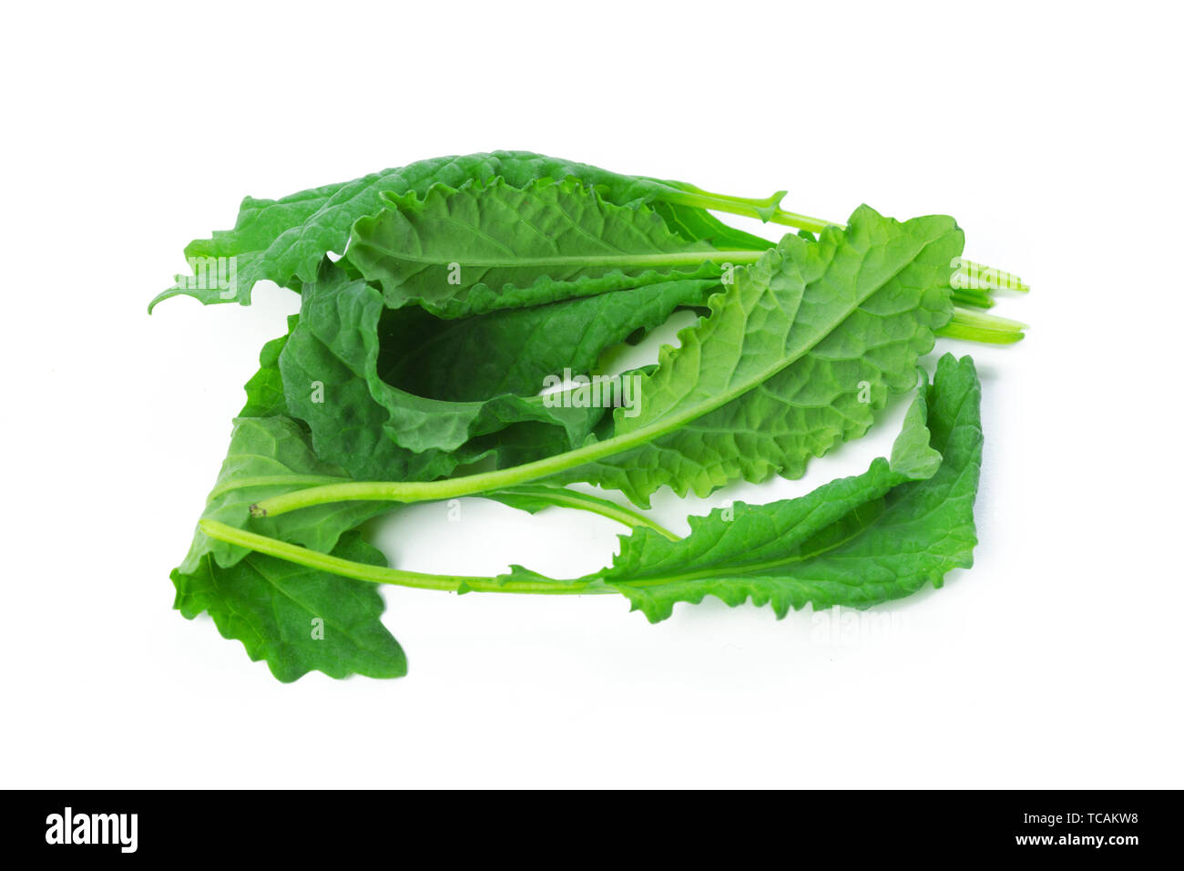 Greenery isolated on white background Stock Photo - Alamy