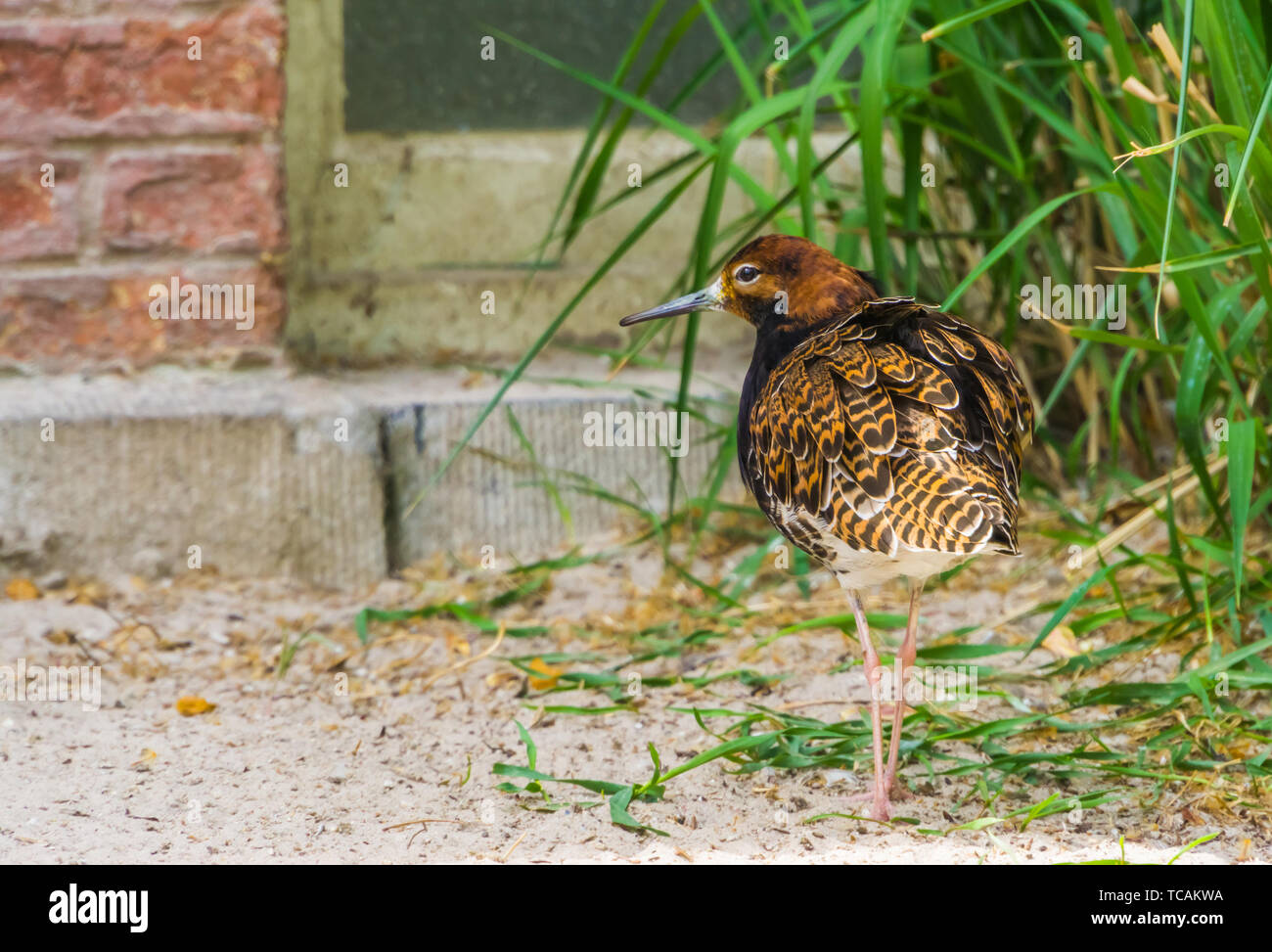 portrait of a female ruff from the back, wading bird from eurasia Stock ...