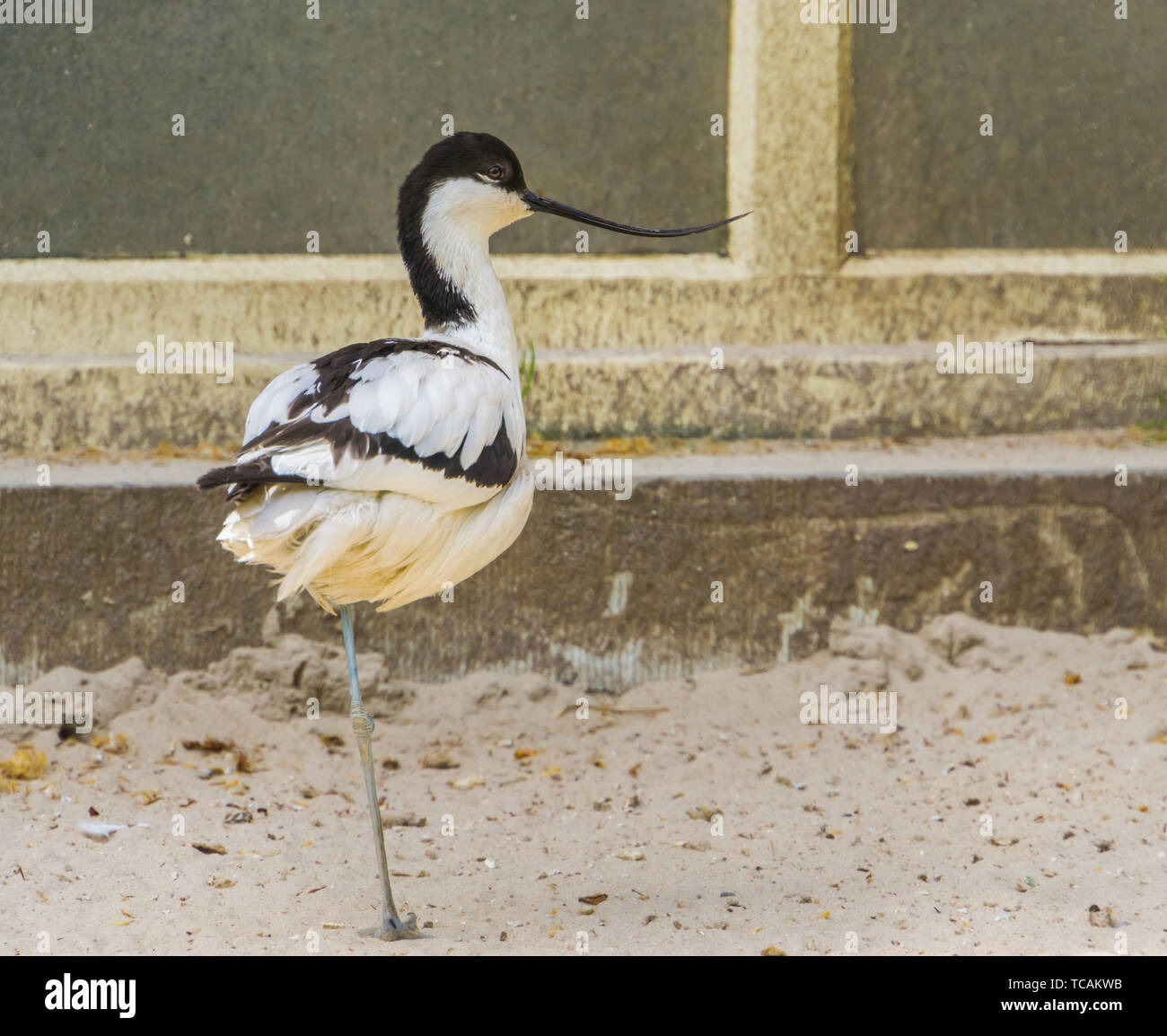 Avocet animal body hi-res stock photography and images - Alamy