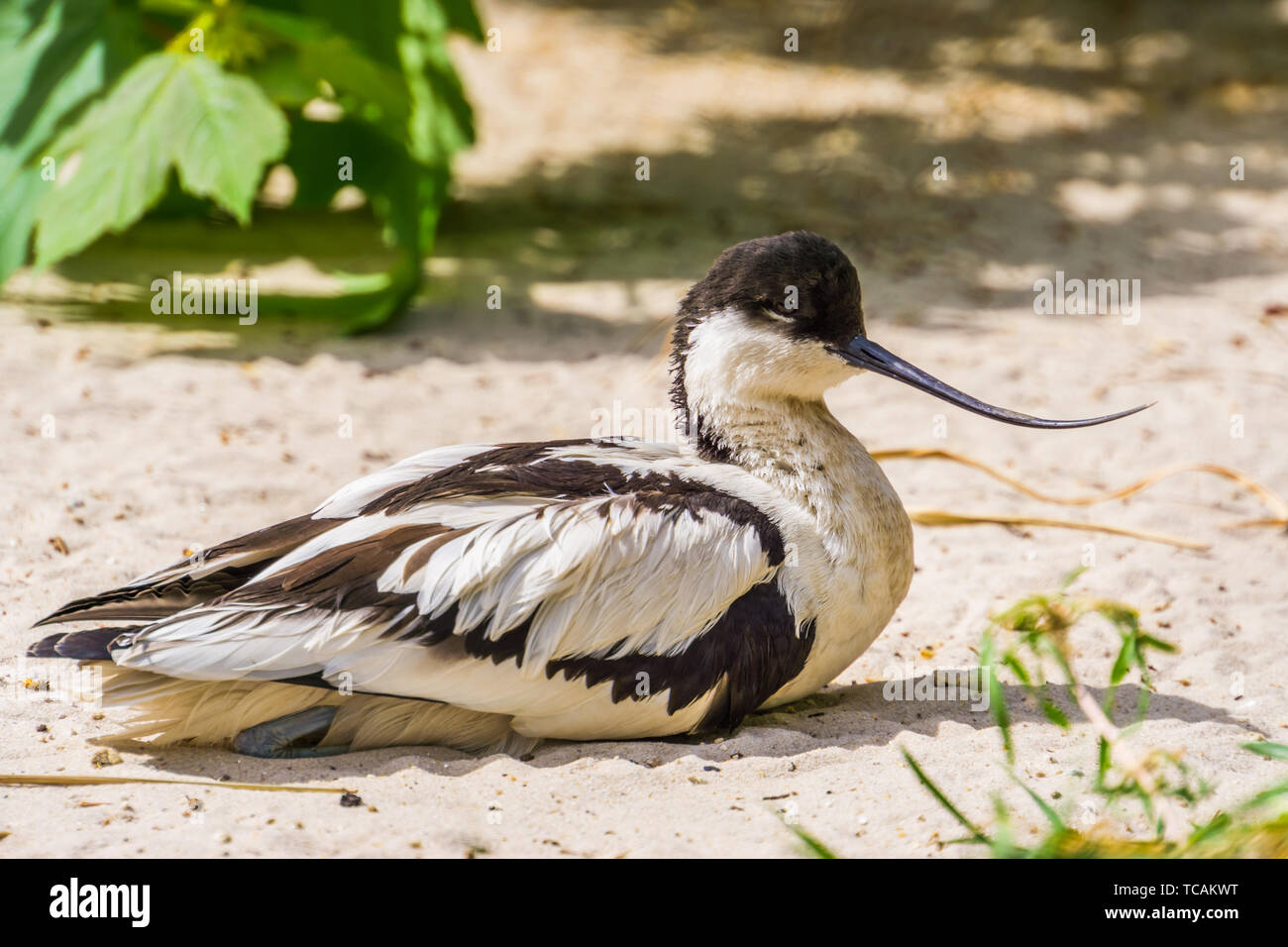 closeup portrait of a pied avocet sitting on the ground, black and ...
