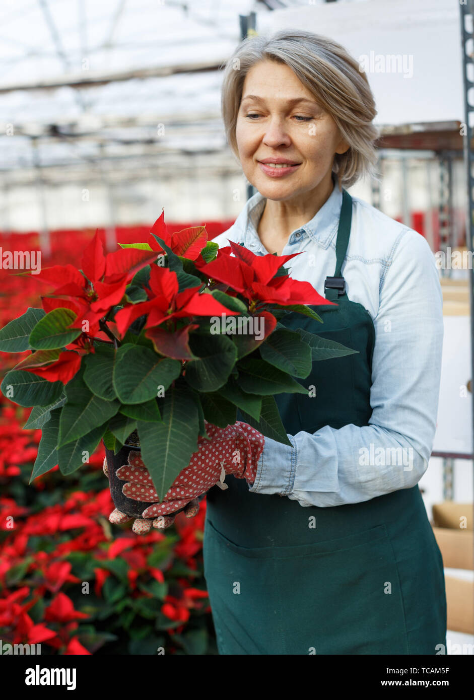 Skilled female florist engaged in cultivation of plants of Euphorbia ...