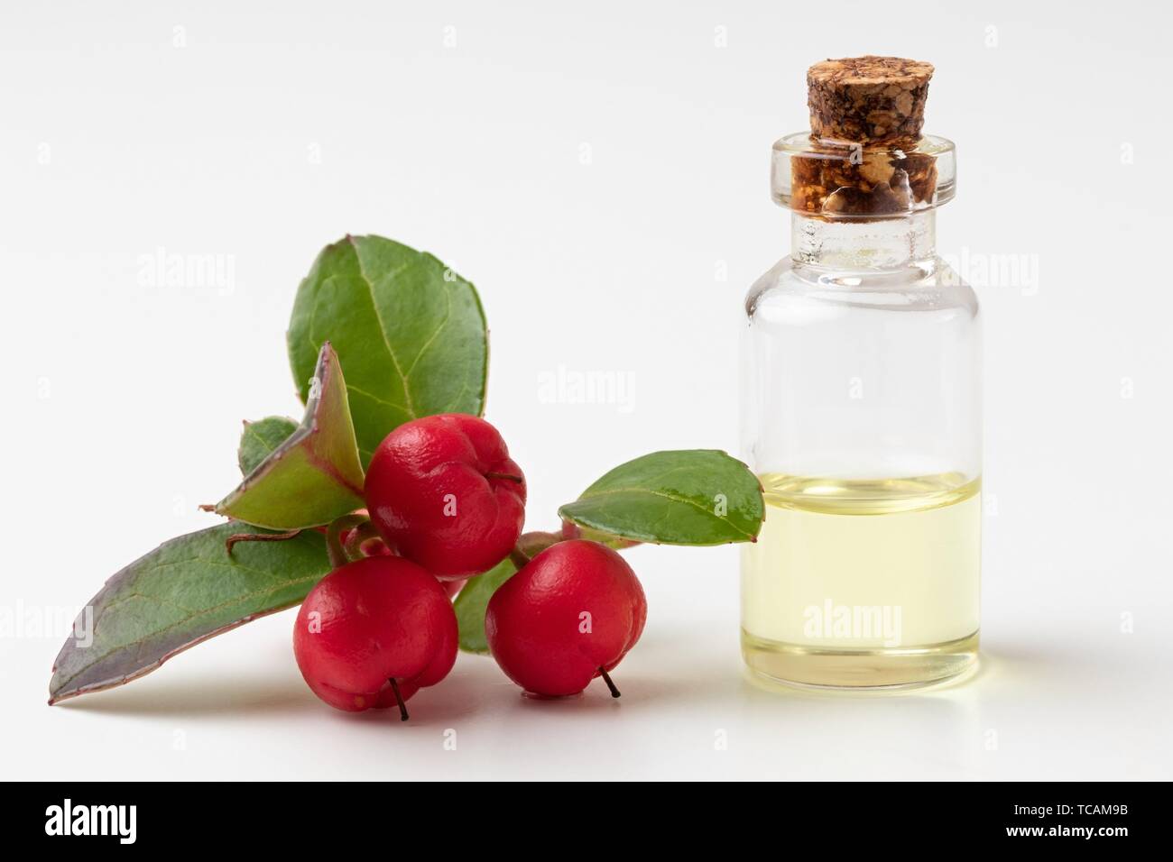 Plant eastern teaberry hi-res stock photography and images - Alamy