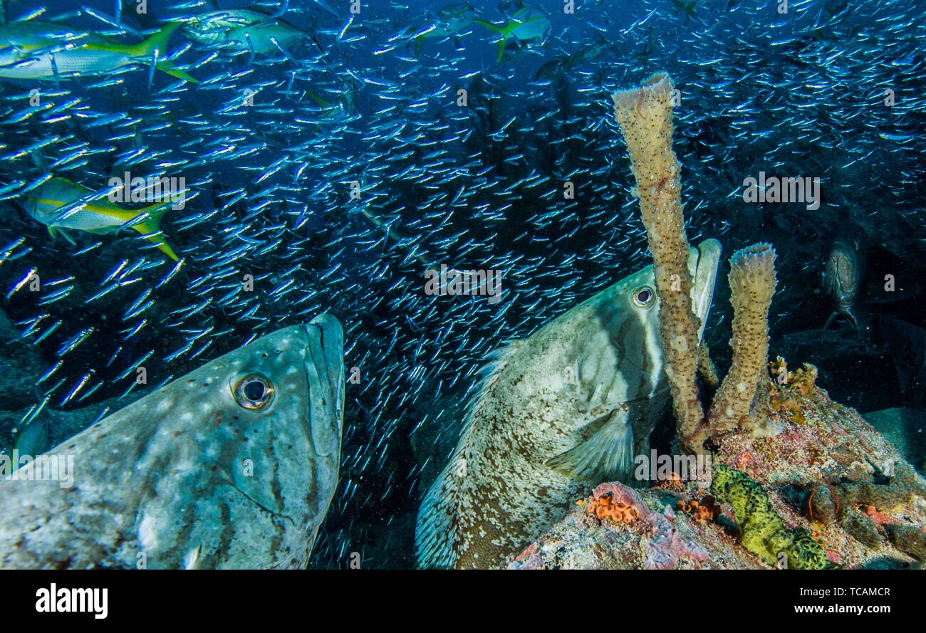 Aggregation Stage High Resolution Stock Photography and Images - Alamy