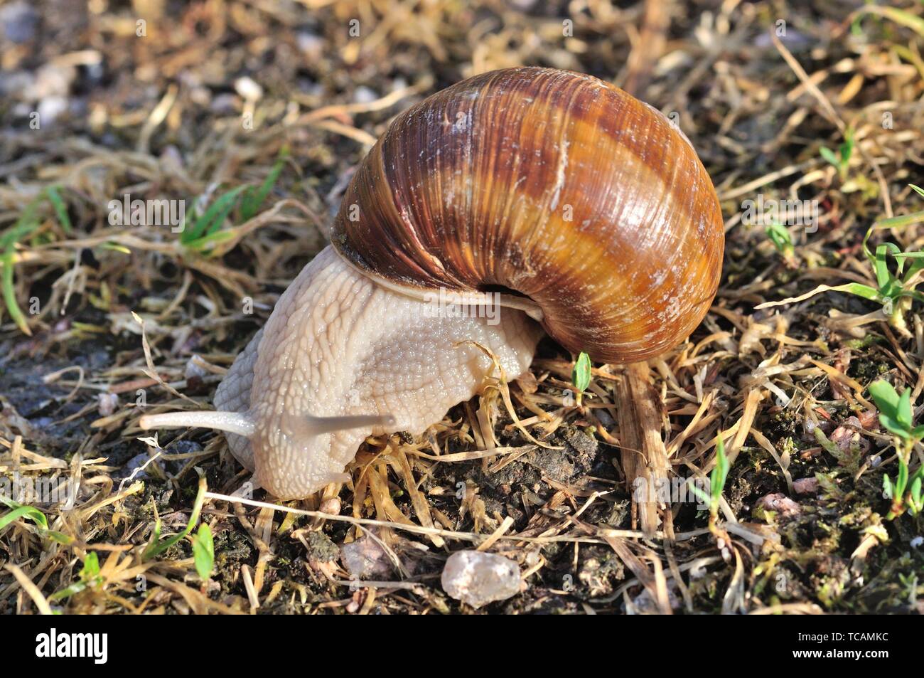 Snail hermaphrodite hi-res stock photography and images - Alamy
