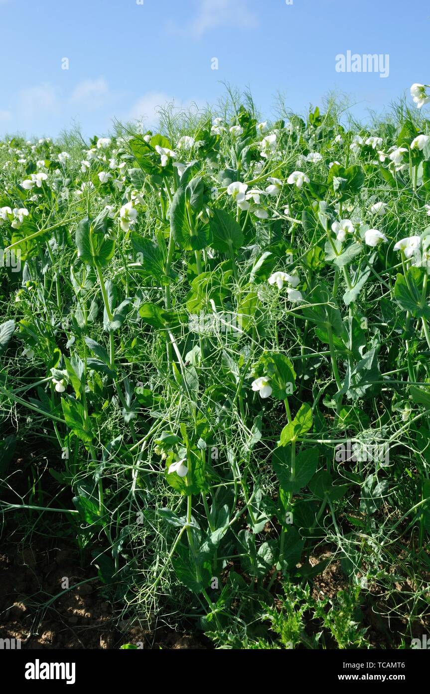 Field pea hi-res stock photography and images - Alamy