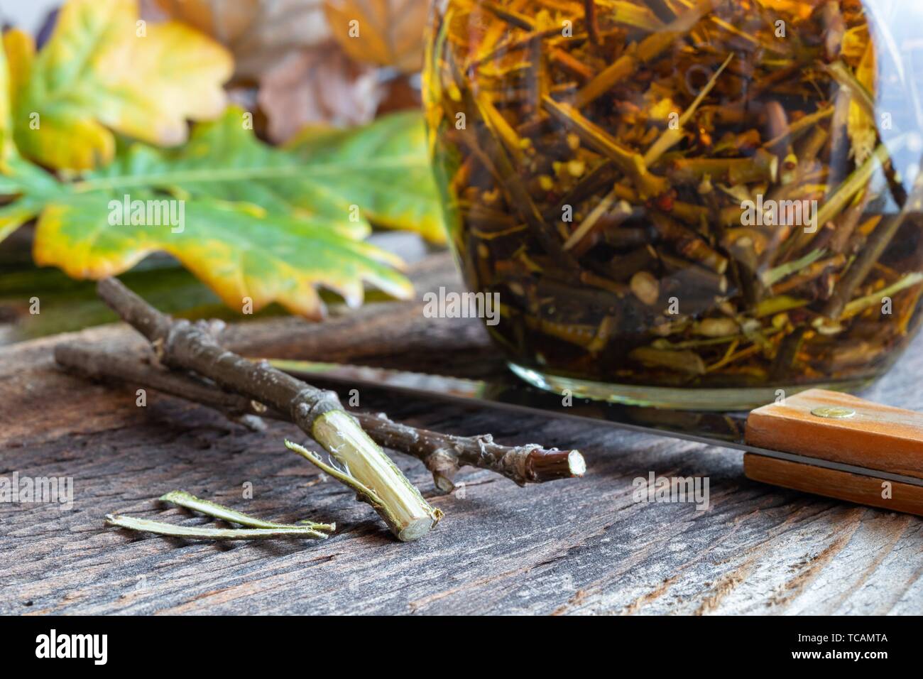 Preparation of a homemade herbal tincture from oak bark Stock Photo - Alamy