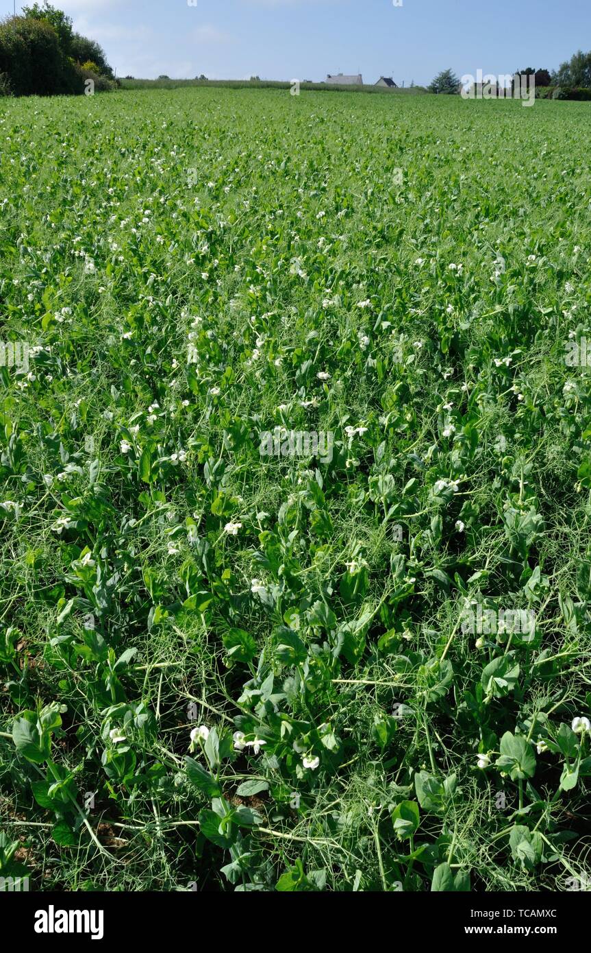 Field pea hi-res stock photography and images - Alamy