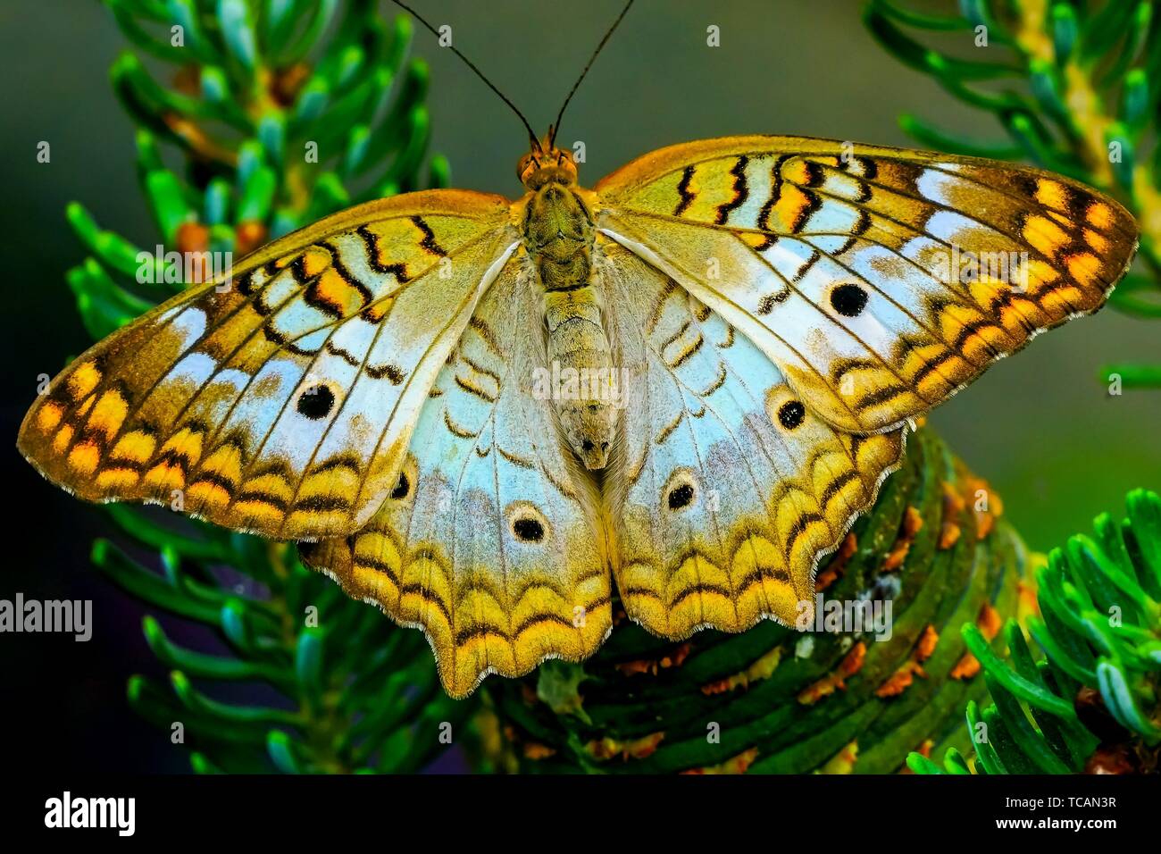 Washington State Butterfly High Resolution Stock Photography and Images ...