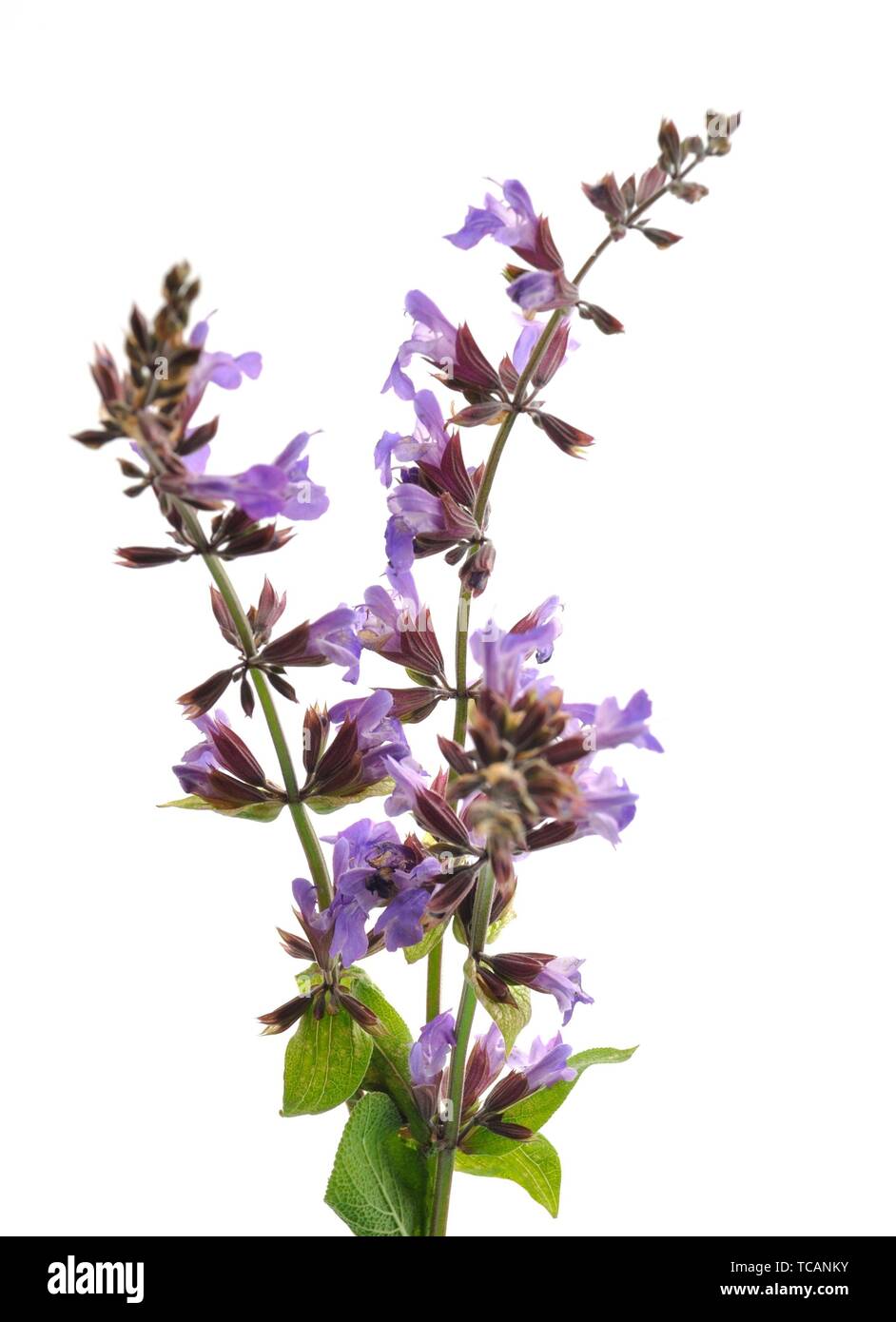 Sage flower hi-res stock photography and images - Alamy