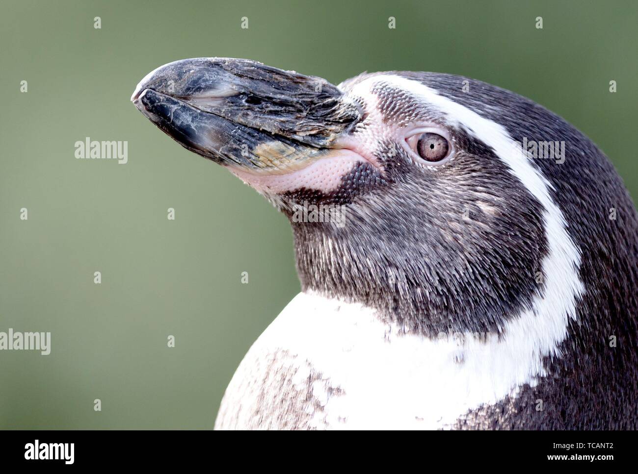 Penguin eating fish hi-res stock photography and images - Alamy