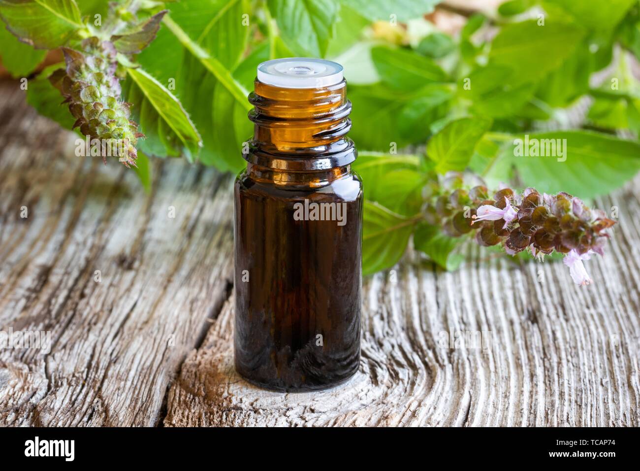 Ocimum sanctum holy basil hi-res stock photography and images - Alamy