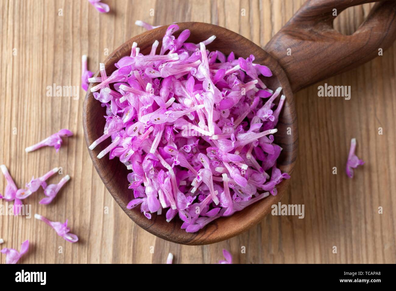 Purple dead hi-res stock photography and images - Alamy