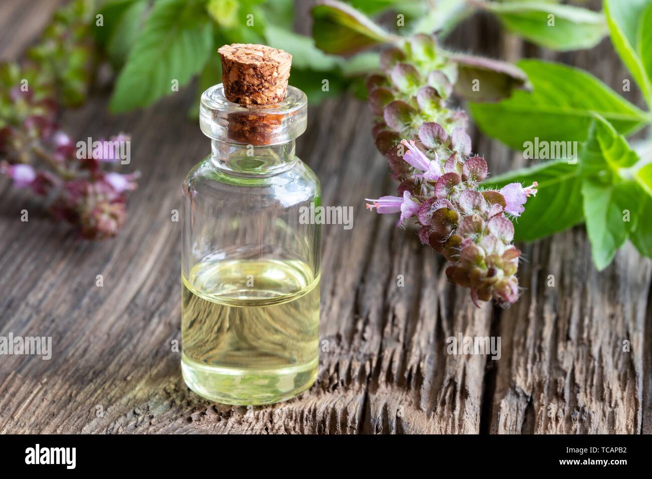 Ocimum sanctum holy basil hi-res stock photography and images - Alamy