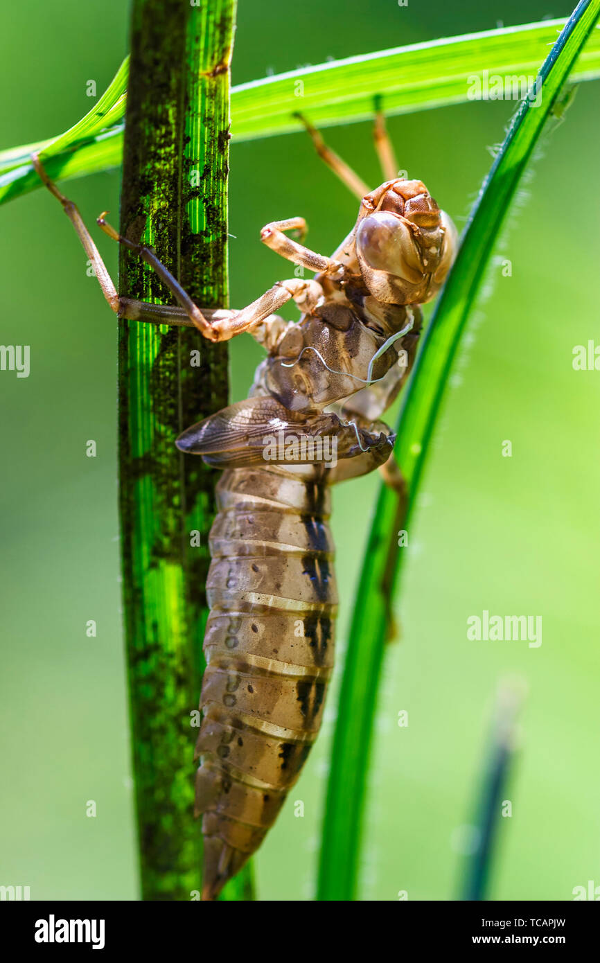 Pupa shell hi-res stock photography and images - Alamy