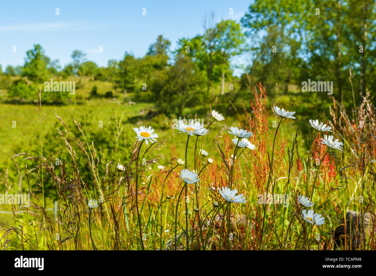 Daisy flowers that bloom in a meadow landscape Stock Photo - Alamy