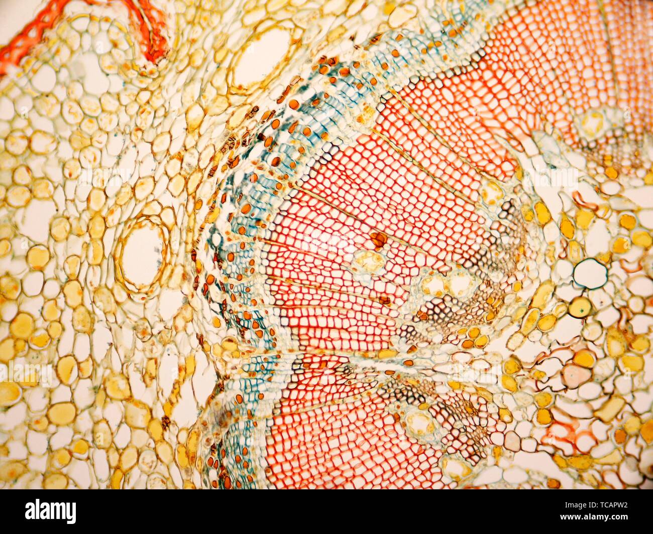 Cell cross section stem hi-res stock photography and images - Alamy