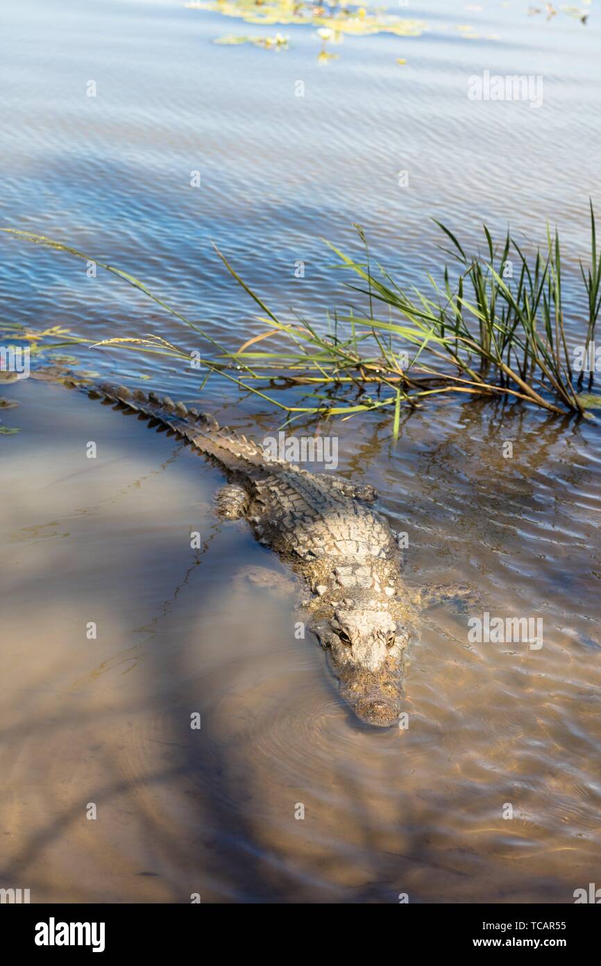 Sabou hi-res stock photography and images - Alamy