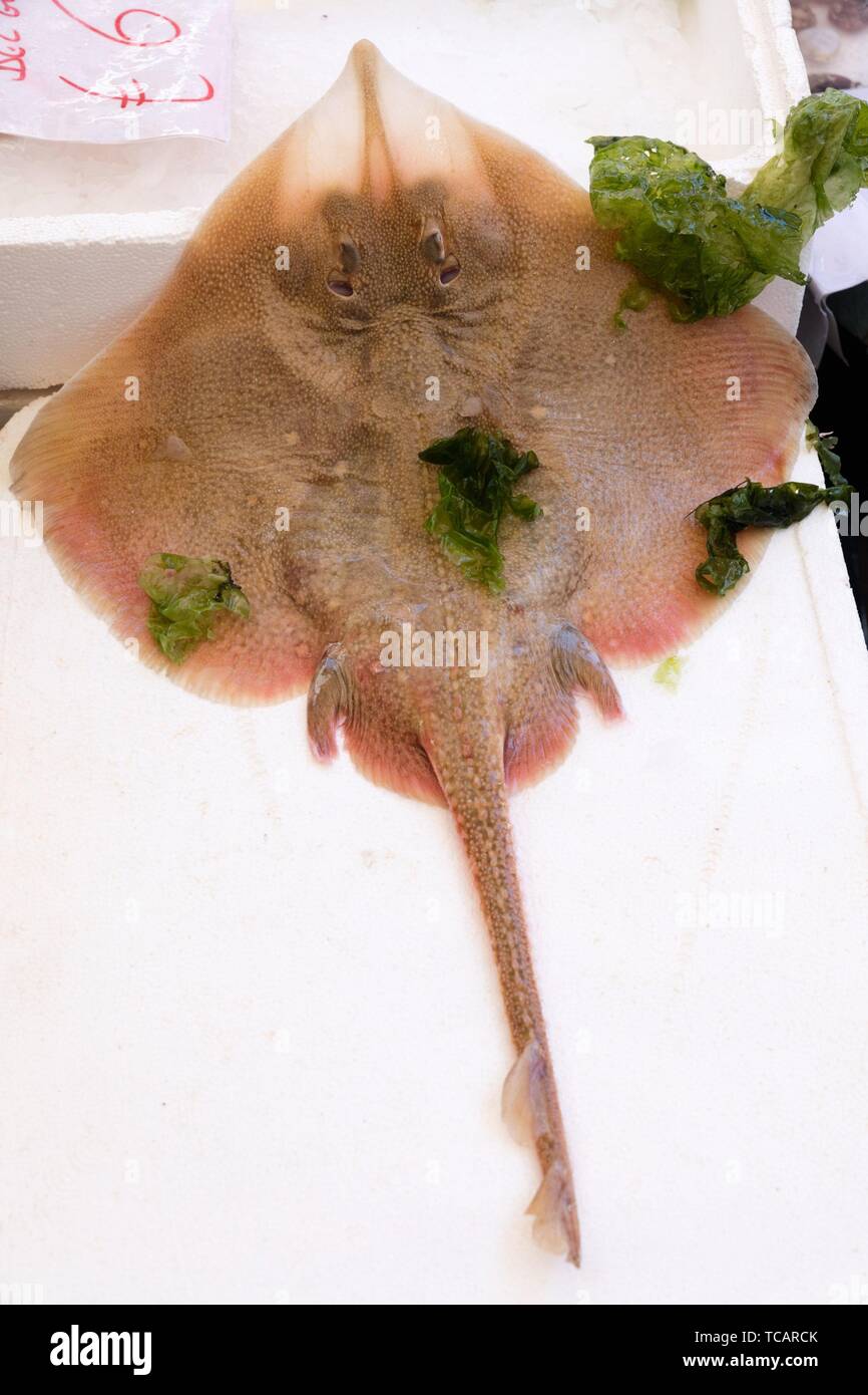Stingray fish hi-res stock photography and images - Alamy