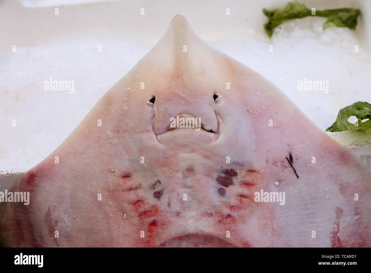 Very close stingray hi-res stock photography and images - Alamy
