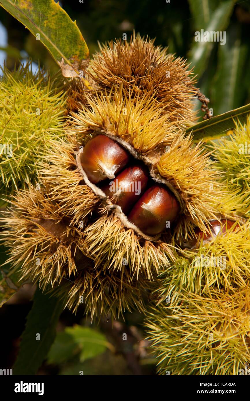 Castanea sativa bloom hi-res stock photography and images - Alamy