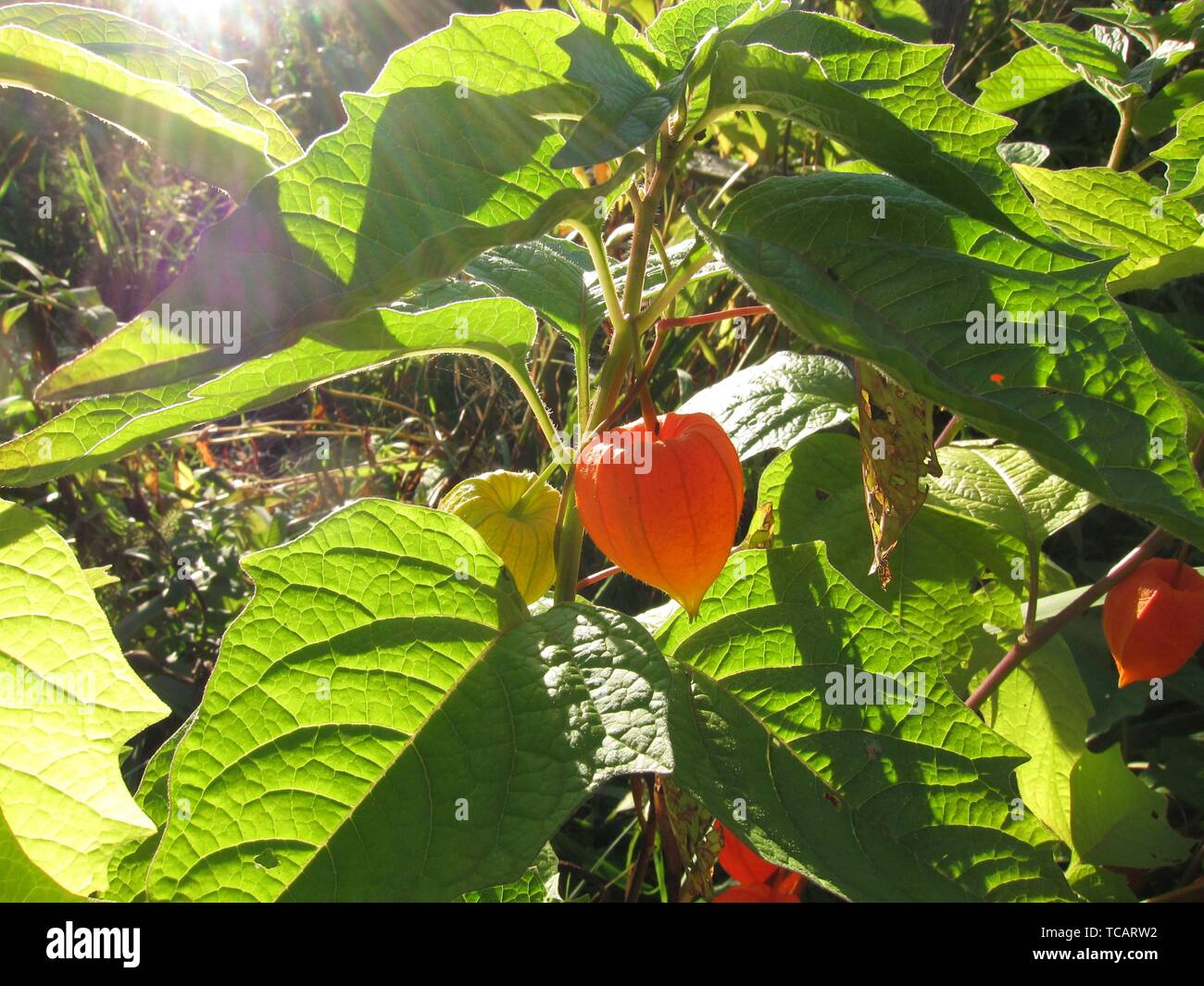 Physalis Flower High Resolution Stock Photography and Images - Alamy