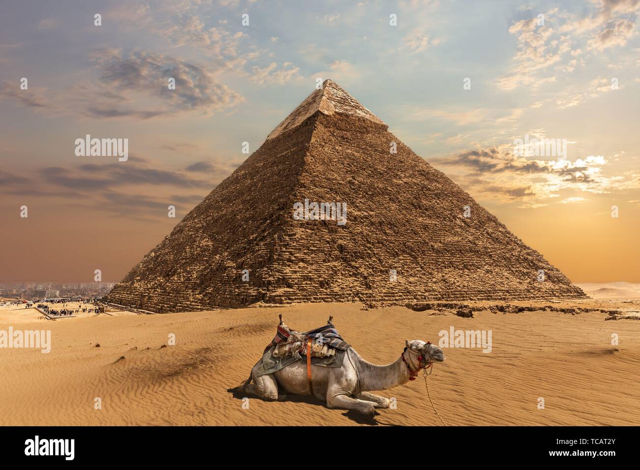 Egypt giza camel and pyramid hi-res stock photography and images - Alamy