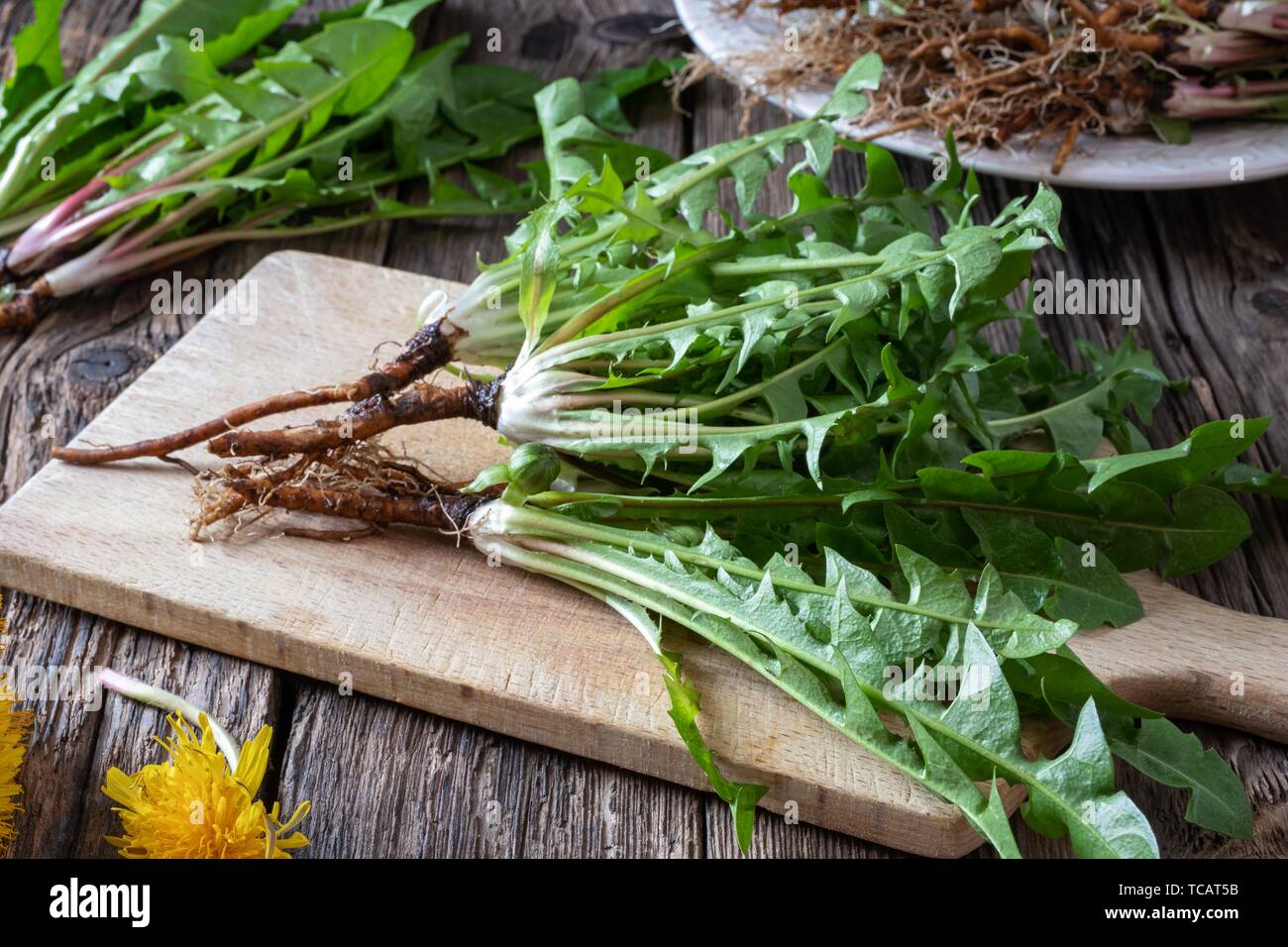 Dandelion root and herb hi-res stock photography and images - Alamy