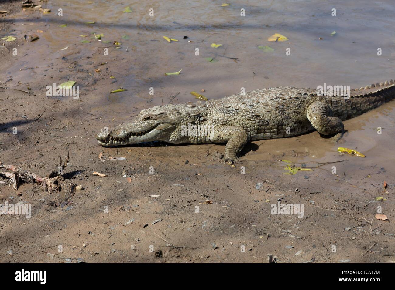 Sabou hi-res stock photography and images - Alamy