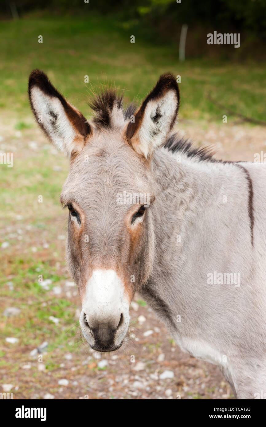 Provence donkey hi-res stock photography and images - Alamy