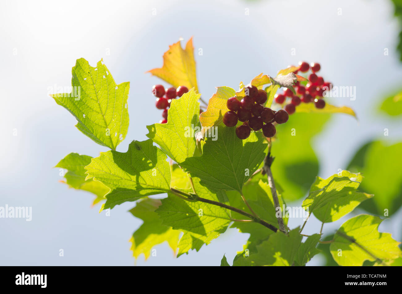 Viburnum opulus, red berries and leaves outdoor in late summer. Red ...