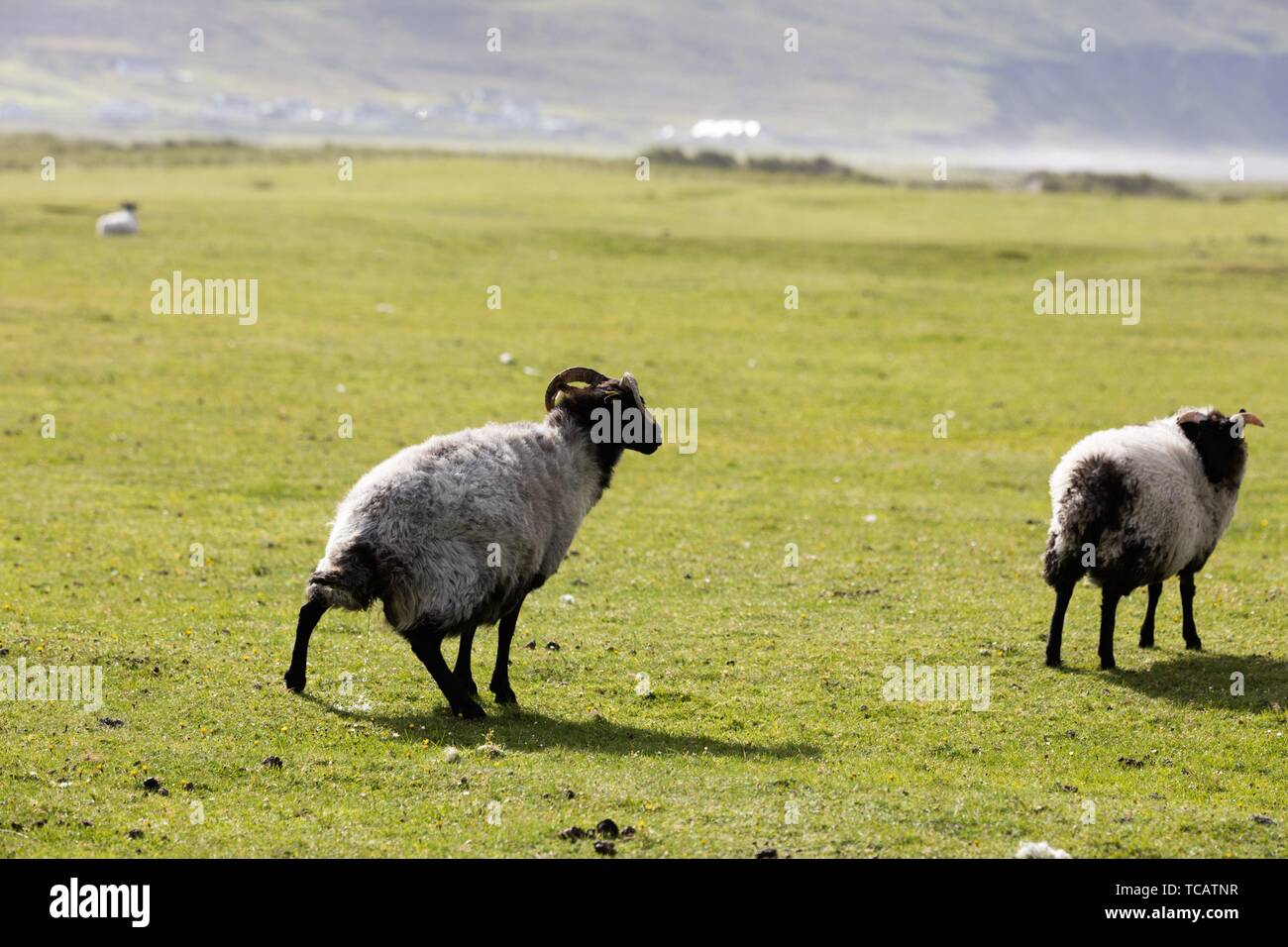 Angry sheep hi-res stock photography and images - Alamy