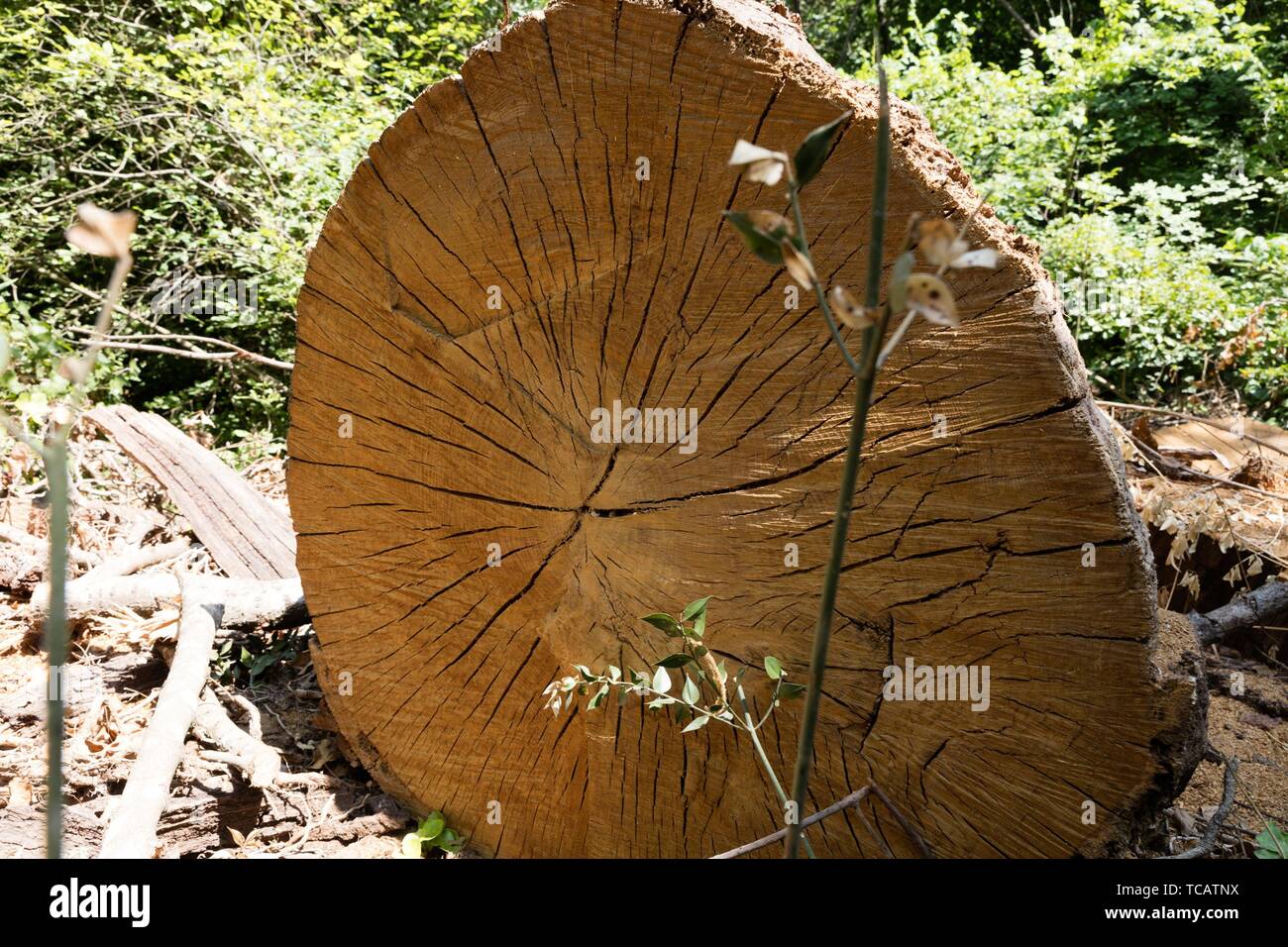Stick plant park hi-res stock photography and images - Alamy