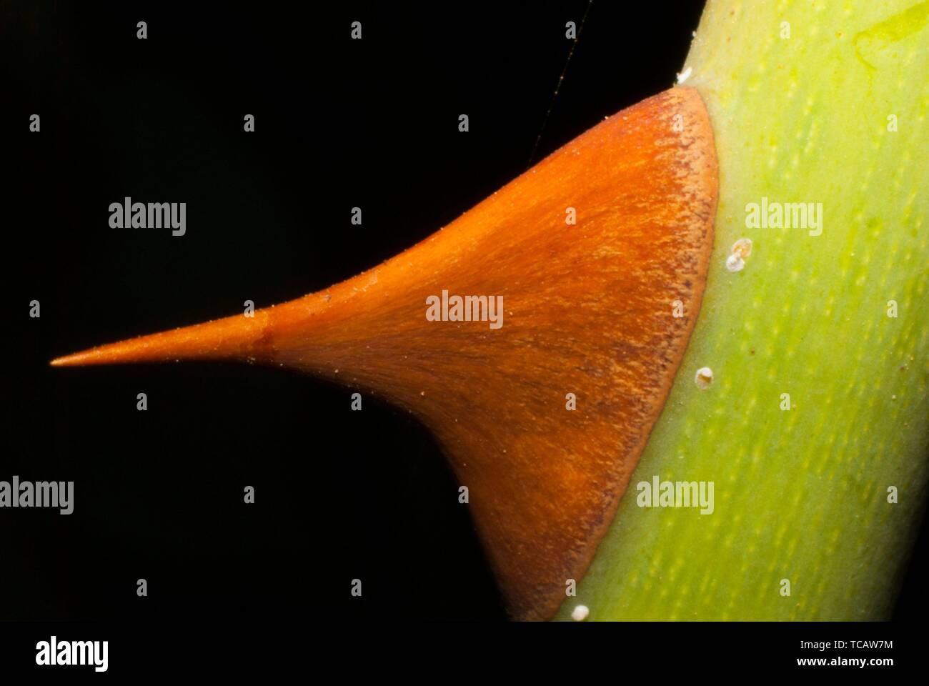 Thorn of a rose taken close up Stock Photo - Alamy