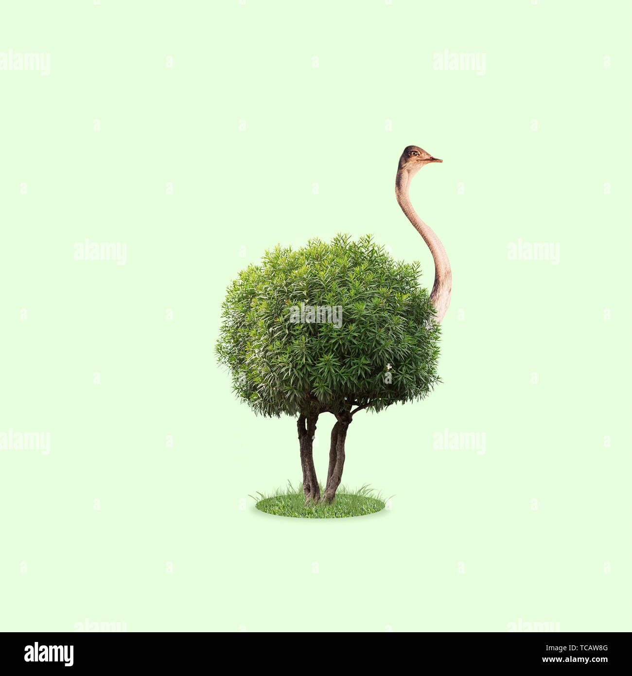 Ostrich with the body as a tree with leaves on green background ...