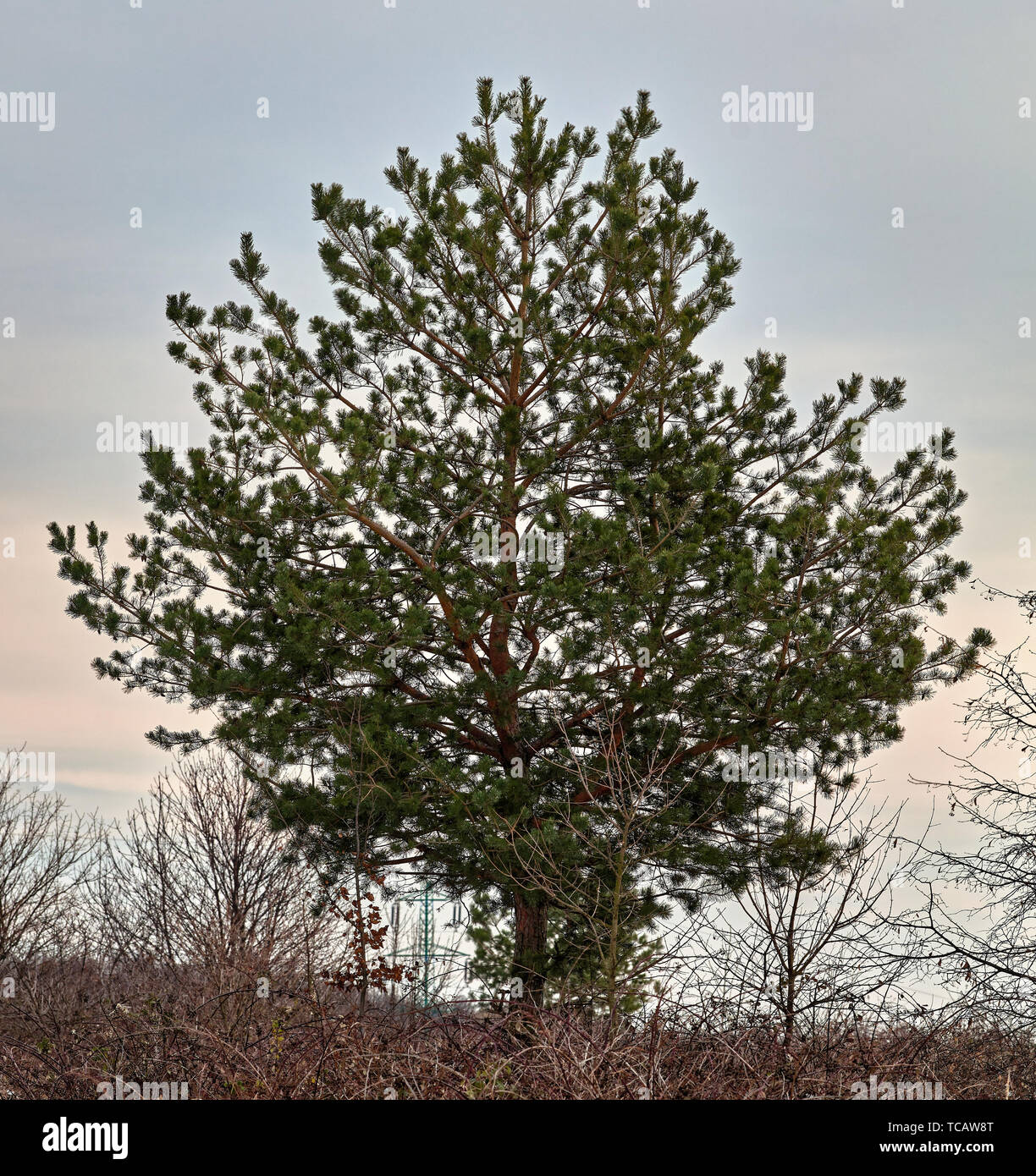 Dlhe diely hi-res stock photography and images - Alamy