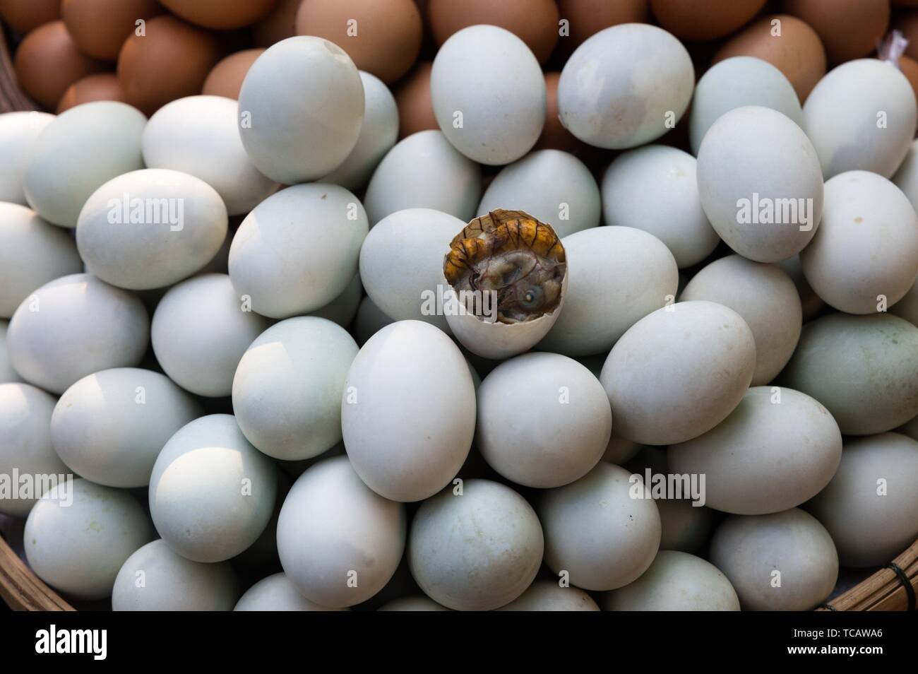 Embryo egg hi-res stock photography and images - Alamy