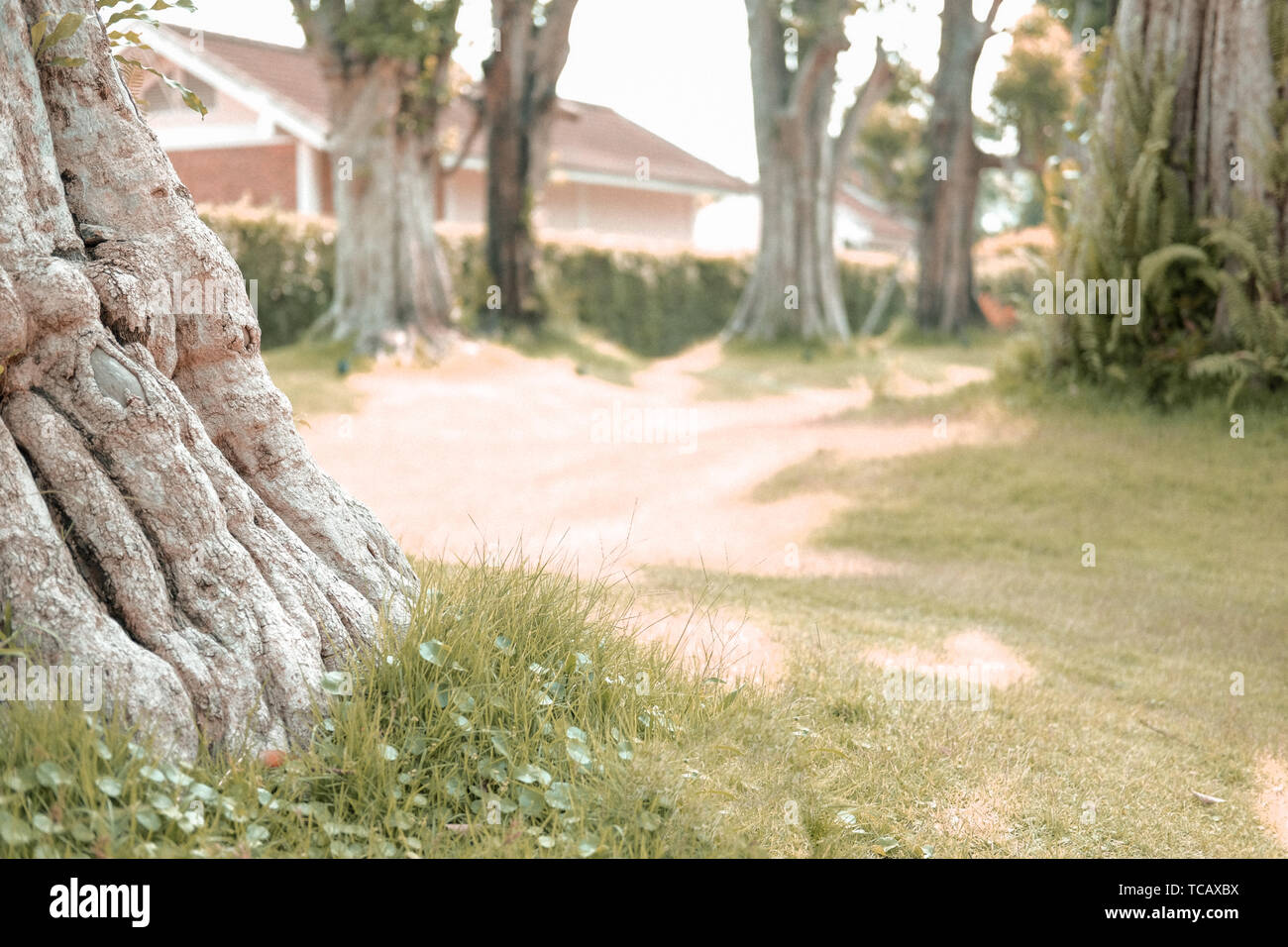 Root base hi-res stock photography and images - Alamy